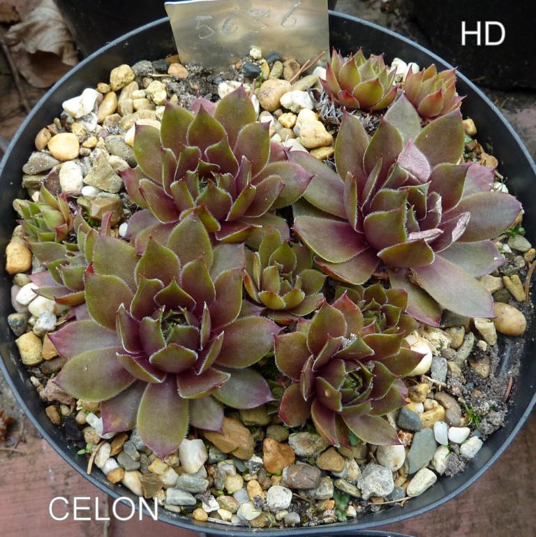 Celon | Sempervivum-Liste