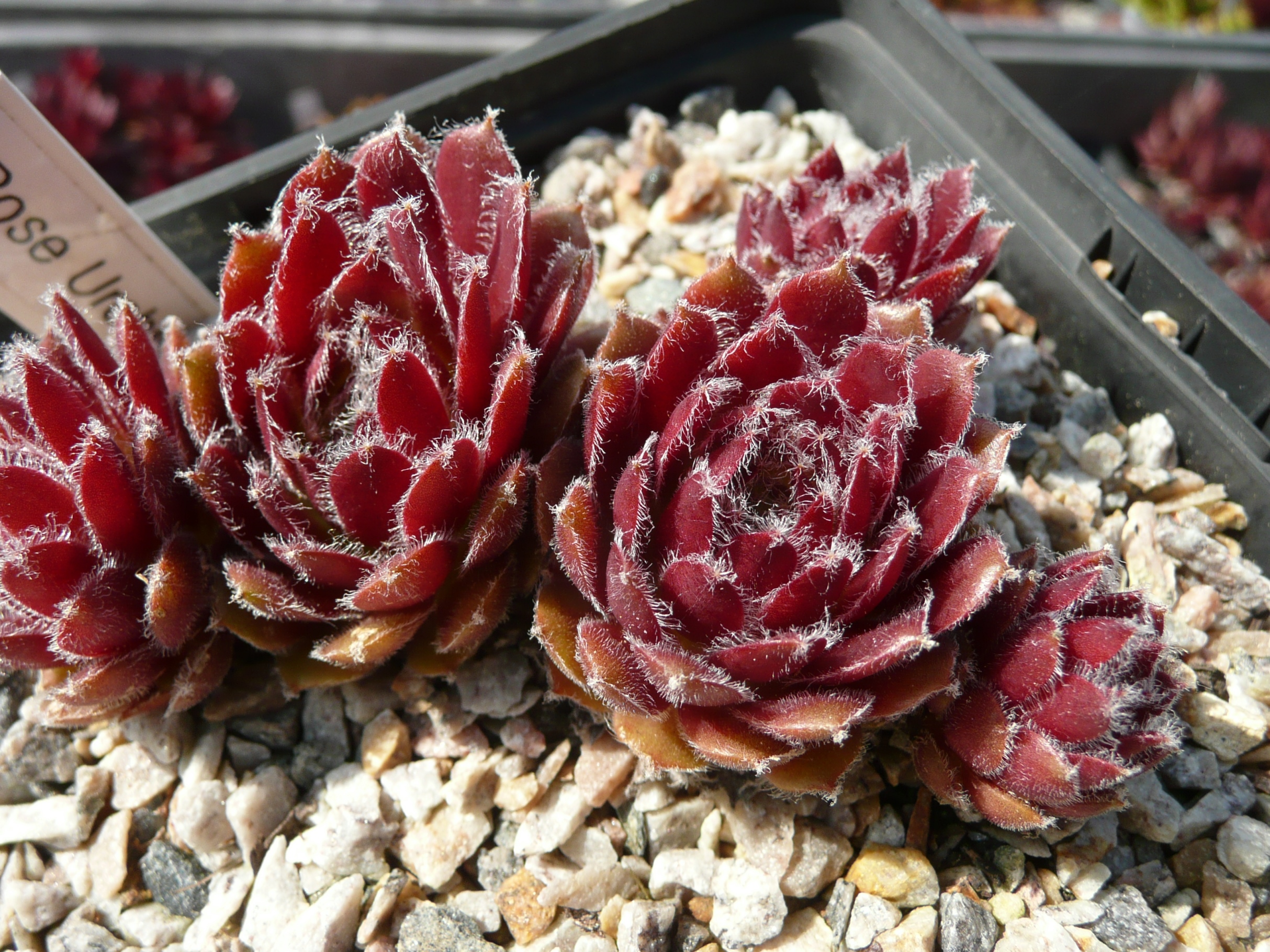 Rose Urchin | Sempervivum-Liste