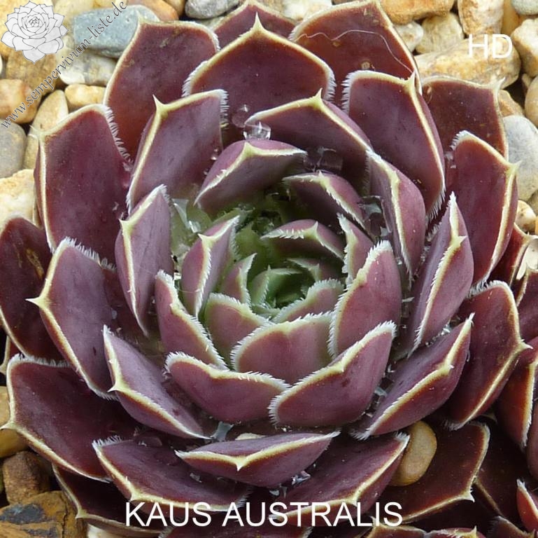 Kaus Australis / Jovi | Sempervivum-Liste