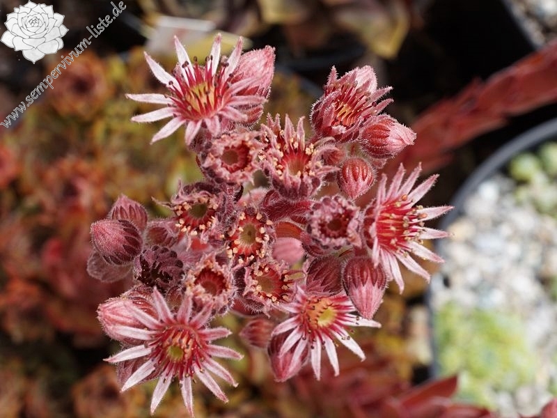 Bantoe | Sempervivum-Liste
