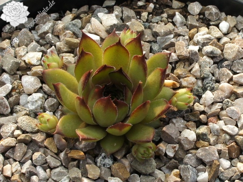 Bantoe | Sempervivum-Liste