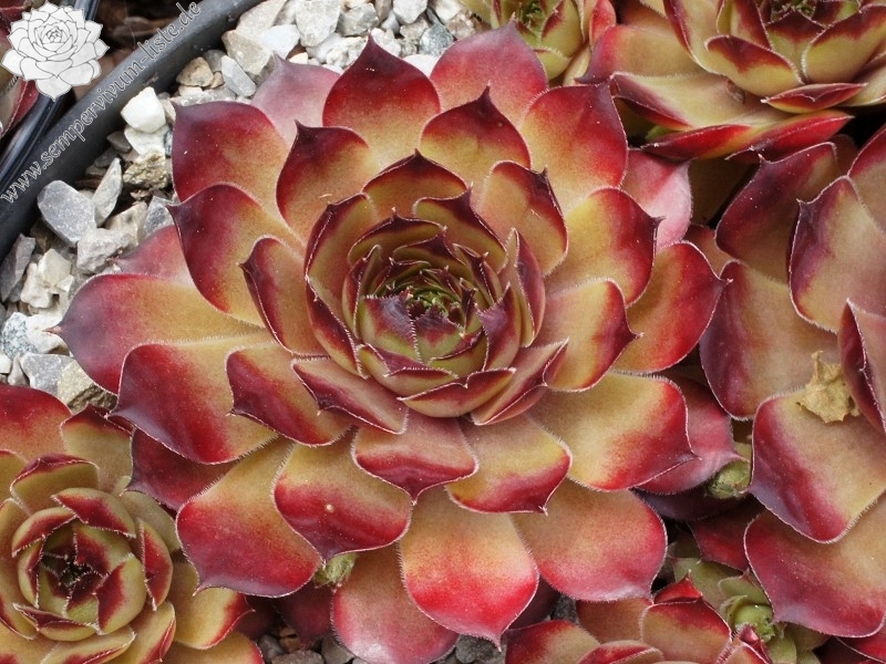 Iophon | Sempervivum-Liste