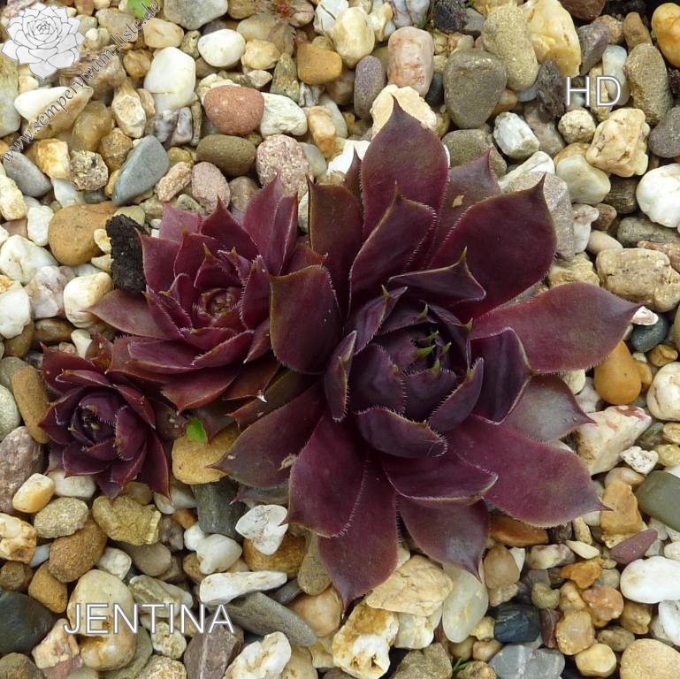 Jentina | Sempervivum-Liste