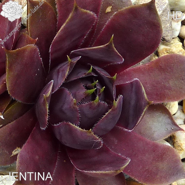 Jentina | Sempervivum-Liste