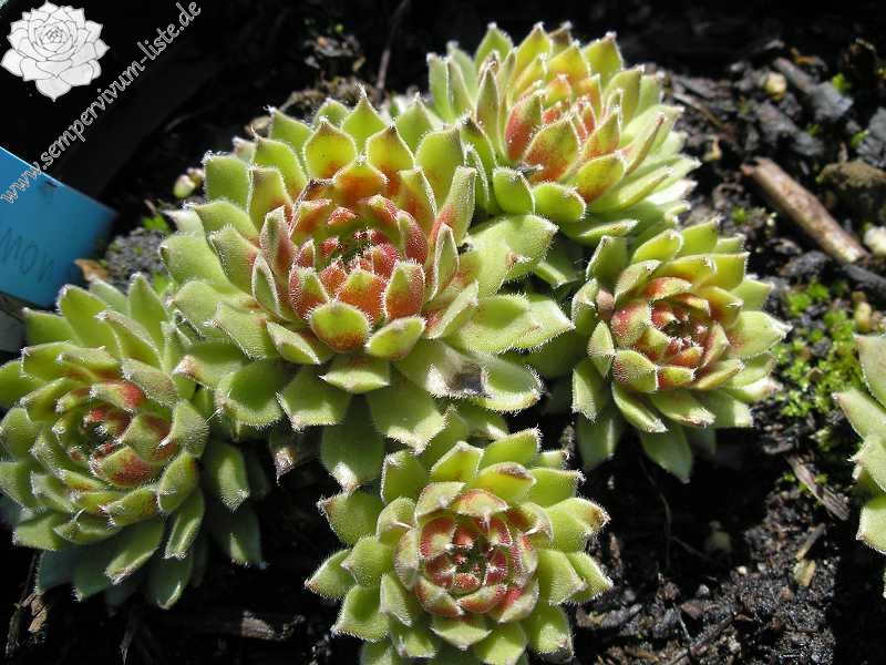 Simon's Traum | Sempervivum-Liste
