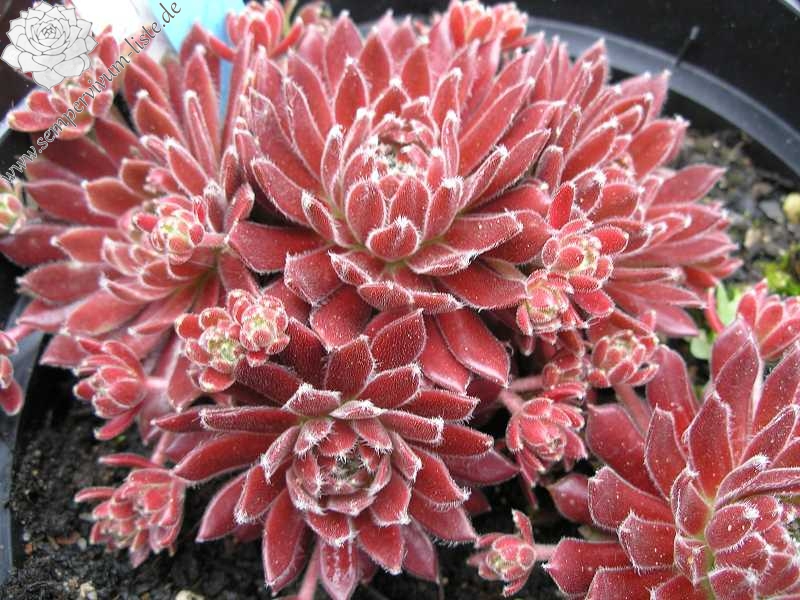 Simon's Traum | Sempervivum-Liste