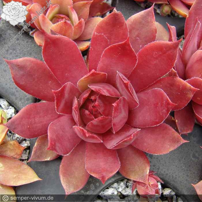 Shocking Pink | Sempervivum-Liste