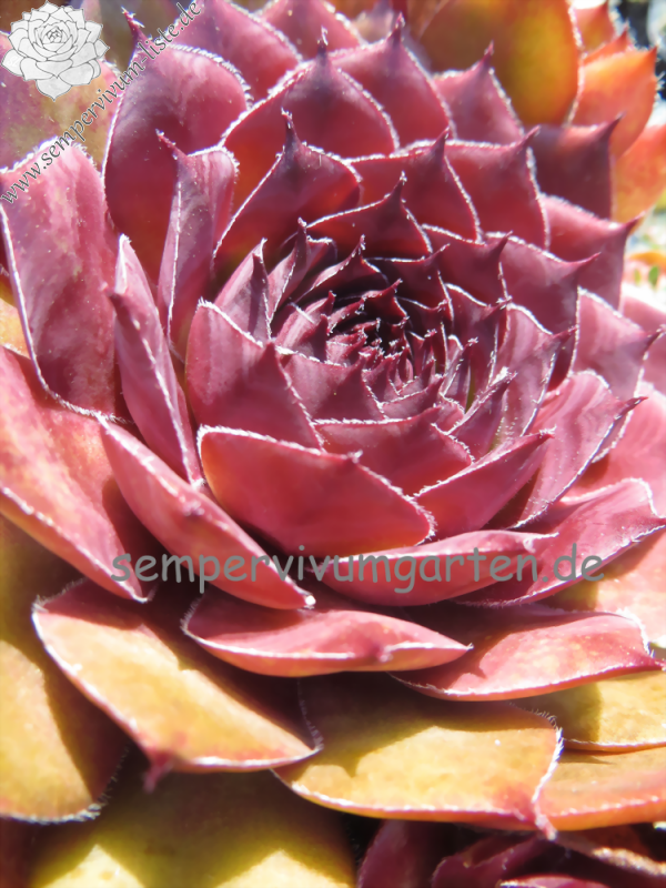 Wu Ning | Sempervivum-Liste