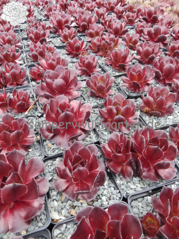 Wu Ning | Sempervivum-Liste