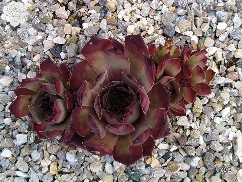 Sandi Lu | Sempervivum-Liste