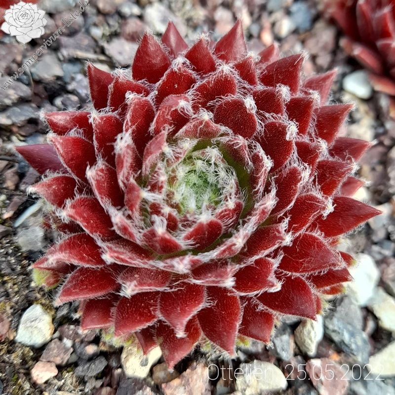 Ottelien | Sempervivum-Liste