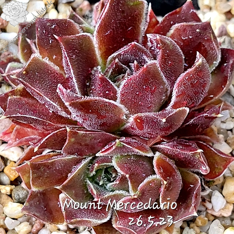 Mount Mercedario / Jovi | Sempervivum-Liste