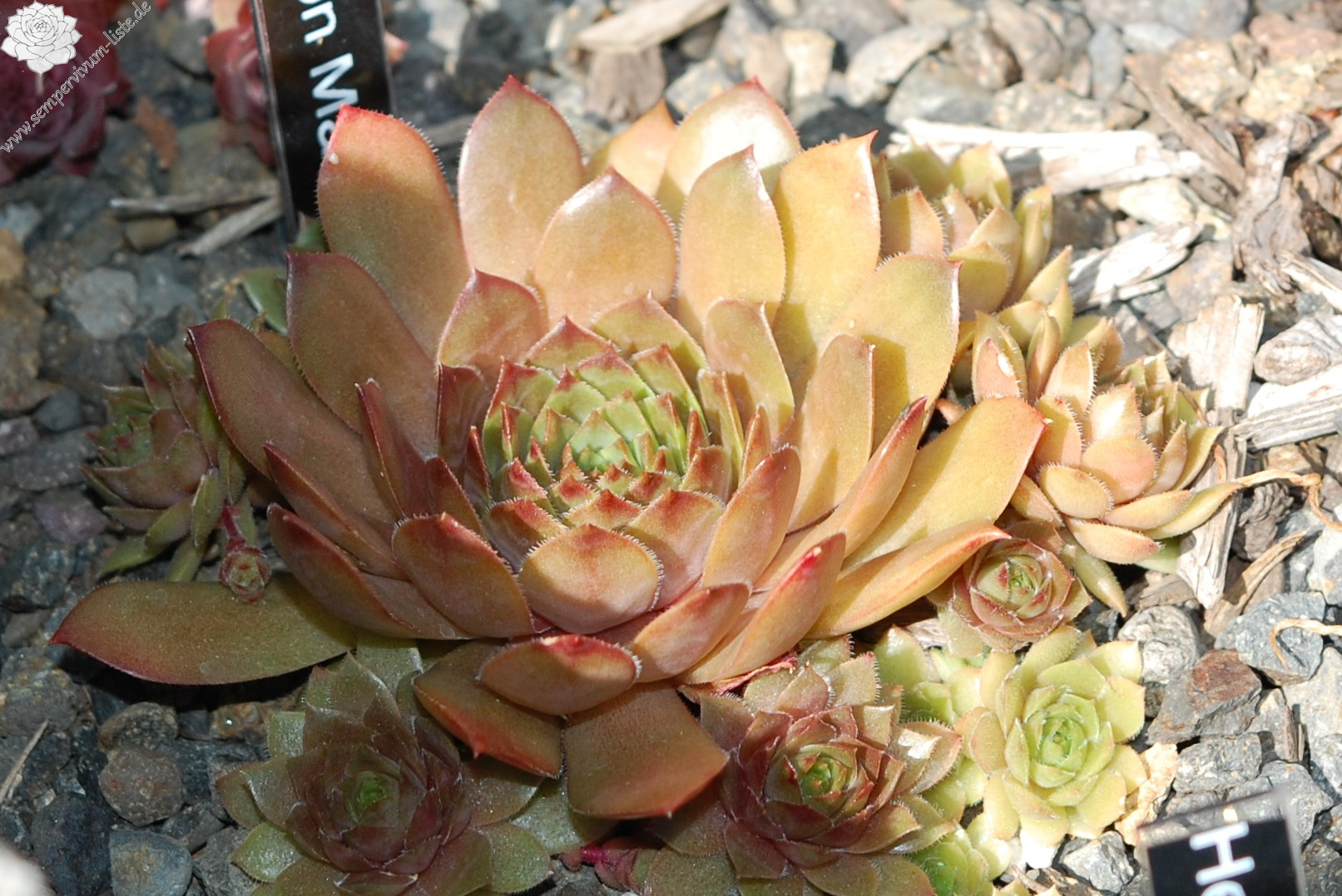 Moon Maiden (NNG) | Sempervivum-Liste