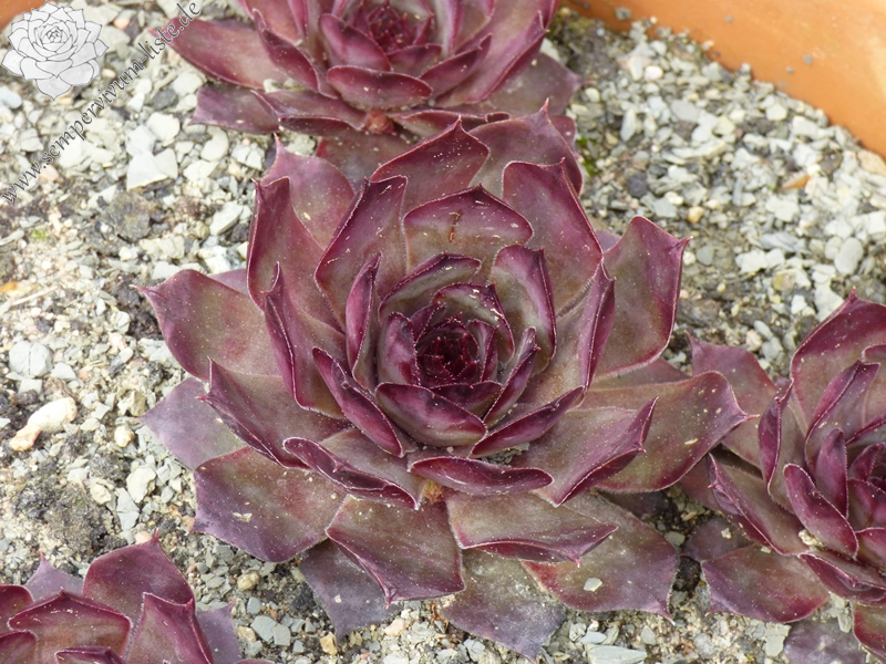 Sandi Lu | Sempervivum-Liste