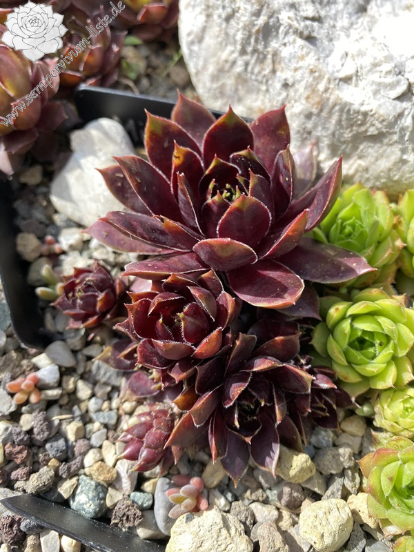 Mikula | Sempervivum-Liste