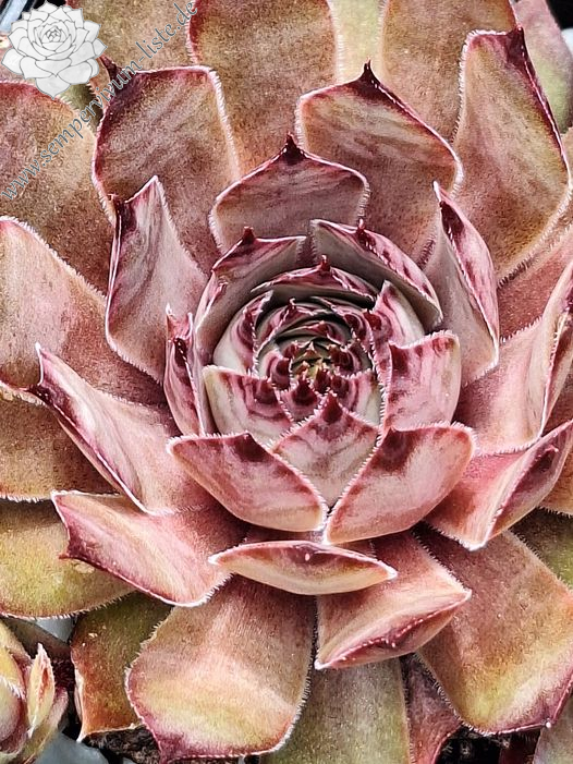 Sandi Lu | Sempervivum-Liste