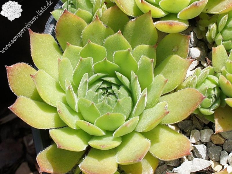 Katinga | Sempervivum-Liste