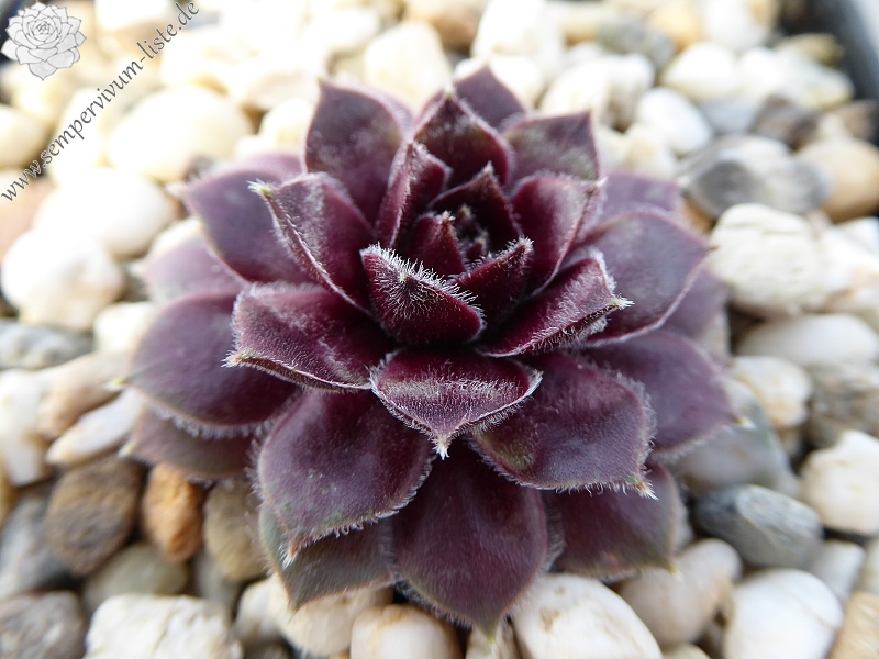 Cora-Marie | Sempervivum-Liste