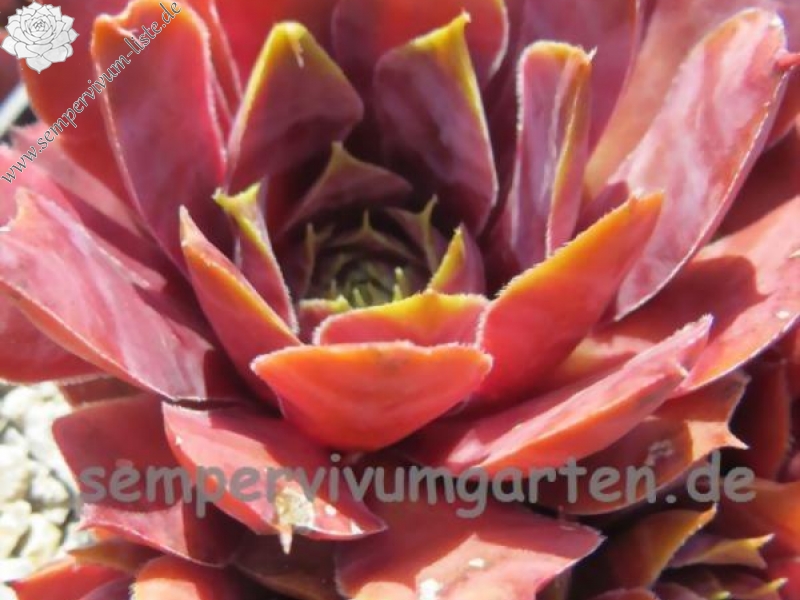 Jentina | Sempervivum-Liste