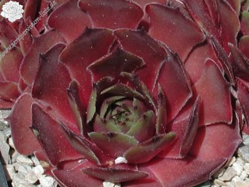 Heliotroop | Sempervivum-Liste