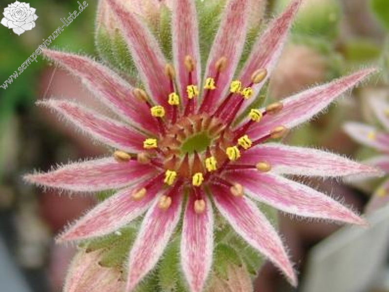 Heliotroop | Sempervivum-Liste