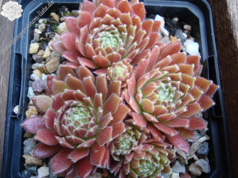 Simon's Traum | Sempervivum-Liste