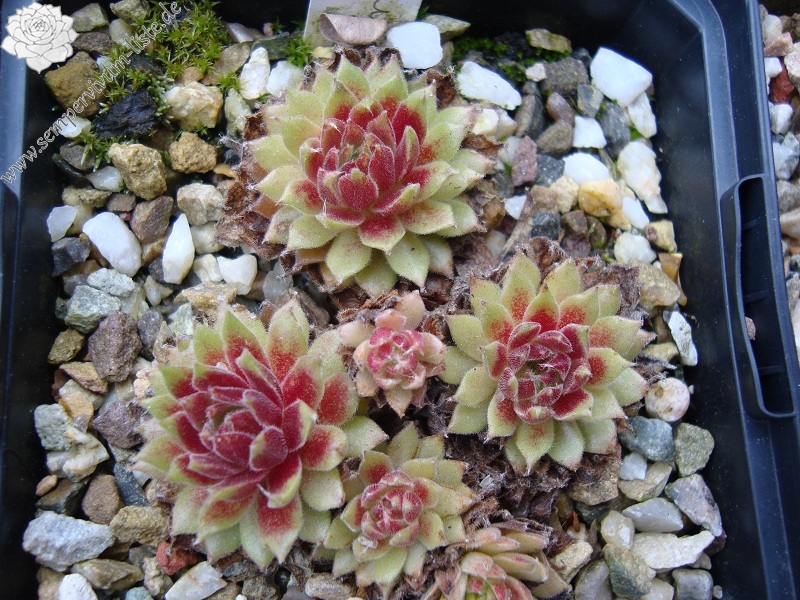 Simon's Traum | Sempervivum-Liste