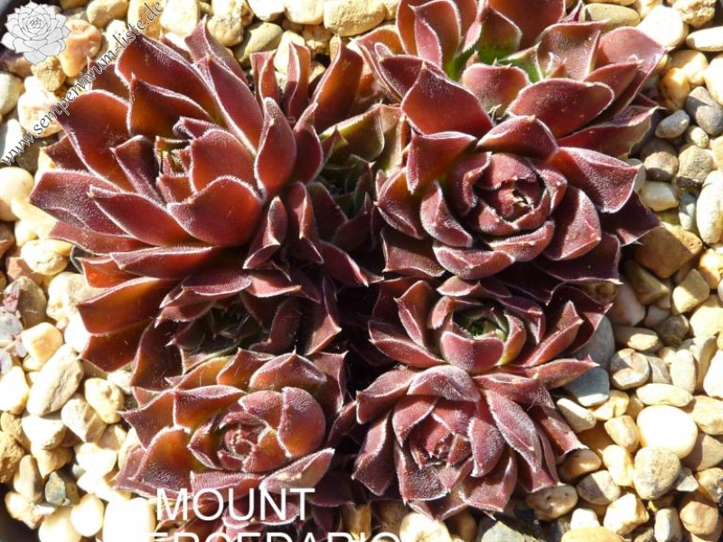 Mount Mercedario / Jovi | Sempervivum-Liste