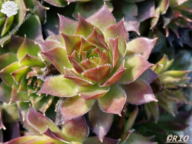Red Chief | Sempervivum-Liste