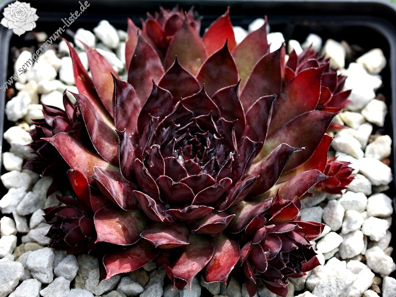 Xaveria | Sempervivum-Liste